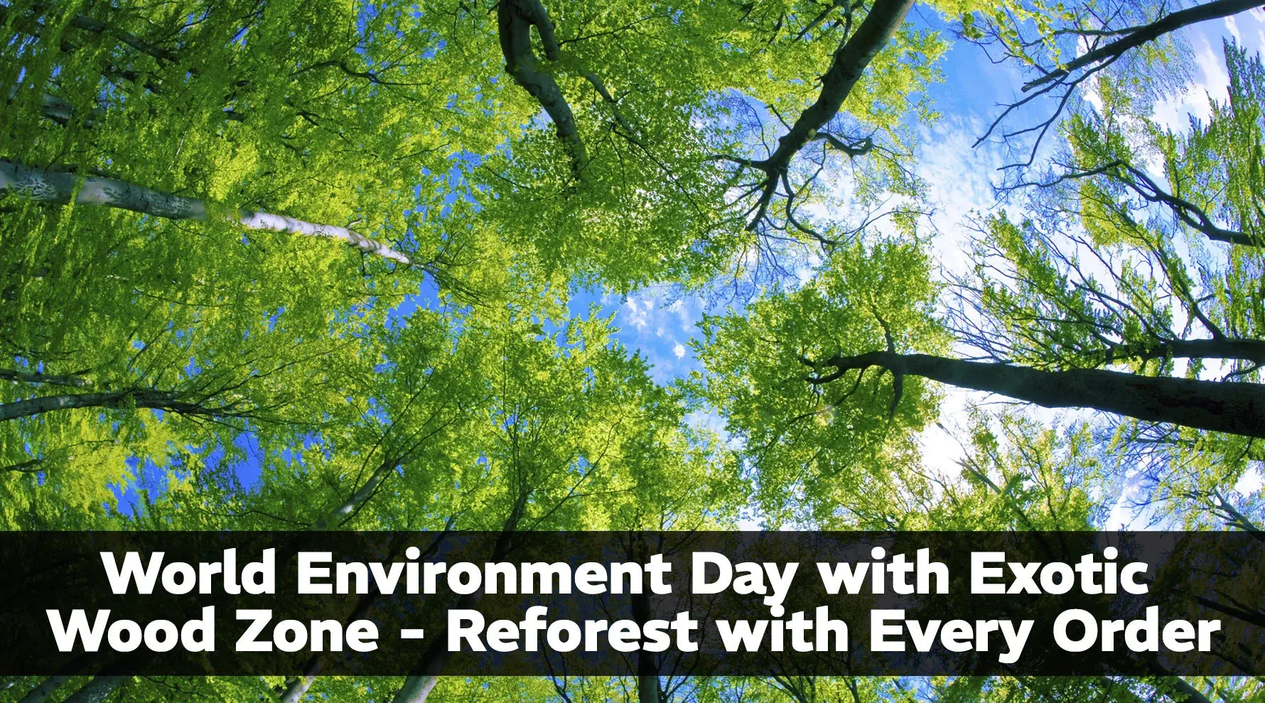 World Environment Day with Exotic Wood Zone – Exotic Wood Zone