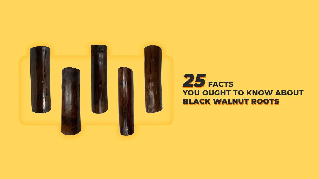 25 facts you ought to know about Black walnut roots – Exotic Wood Zone
